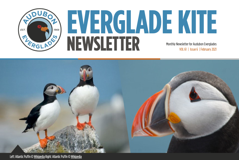 February 2021 Everglade Kite Newsletter – Audubon Everglades