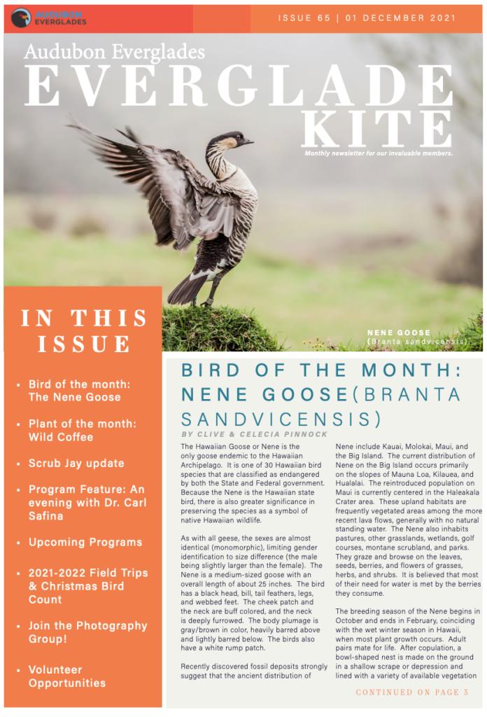 December 2021 Everglade Kite Newsletter – Audubon Everglades