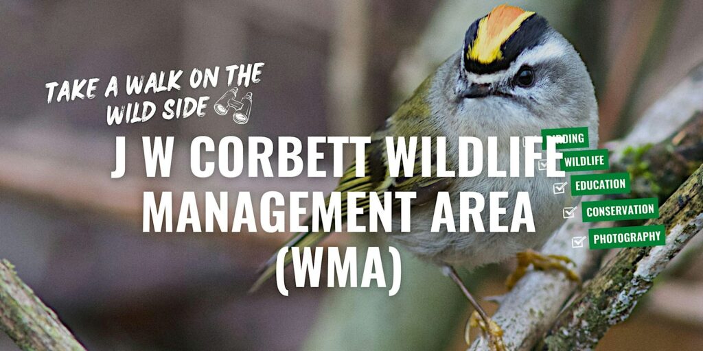 Take a Walk on the Wild Side at J W Corbett Wildlife Management Area ...