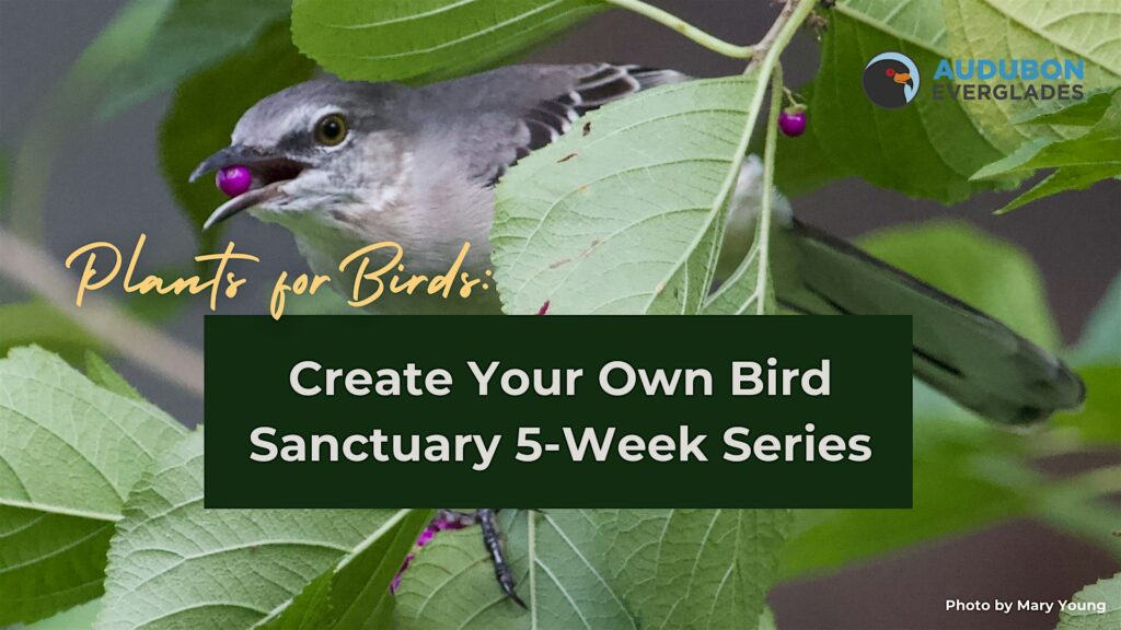 Plants for Birds: Create Your Own Bird Sanctuary Series – Audubon ...